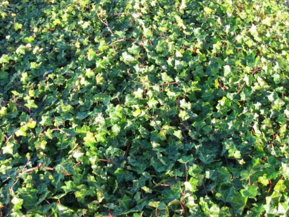 Hedera helix - Klimop | De Tuinen van Appeltern