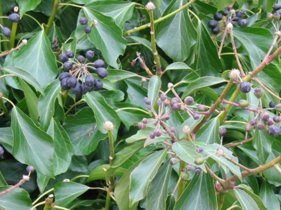 Hedera helix 'Arbori Purple' - Struikklimop | De Tuinen van Appeltern