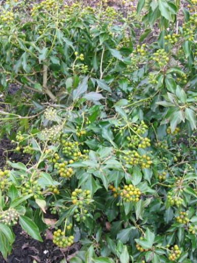 Hedera helix 'Poetarum' - Klimop | De Tuinen van Appeltern