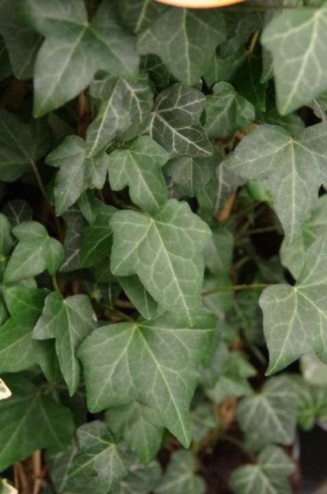 Hedera helix 'Plattensee' - Klimop | De Tuinen van Appeltern