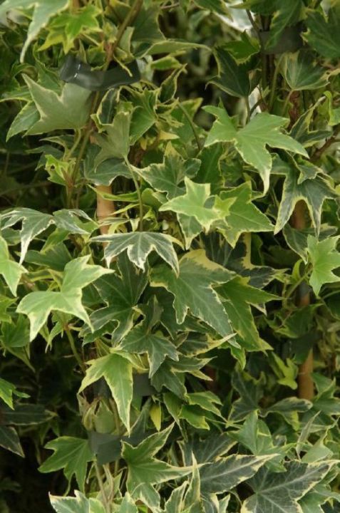 Hedera helix 'Yellow Ripple' - Bonte klimop | De Tuinen van Appeltern