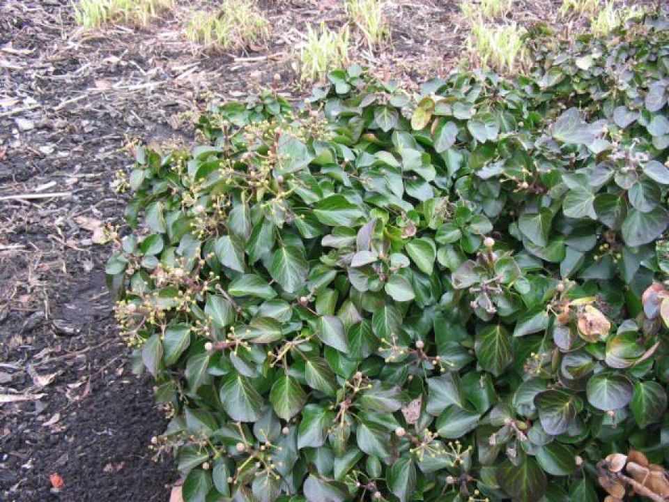 Hedera helix 'Arbori Compact' - Klimop, dwergstruik klimop | De Tuinen ...