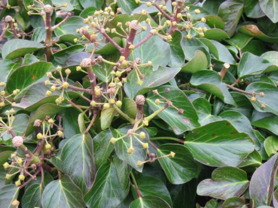 Hedera helix 'Arbori Compact' - Klimop, dwergstruik klimop | De Tuinen ...