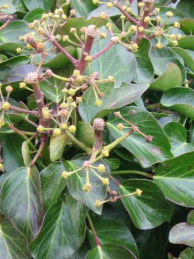 Hedera helix 'Arbori Compact' - Klimop, dwergstruik klimop | De Tuinen ...