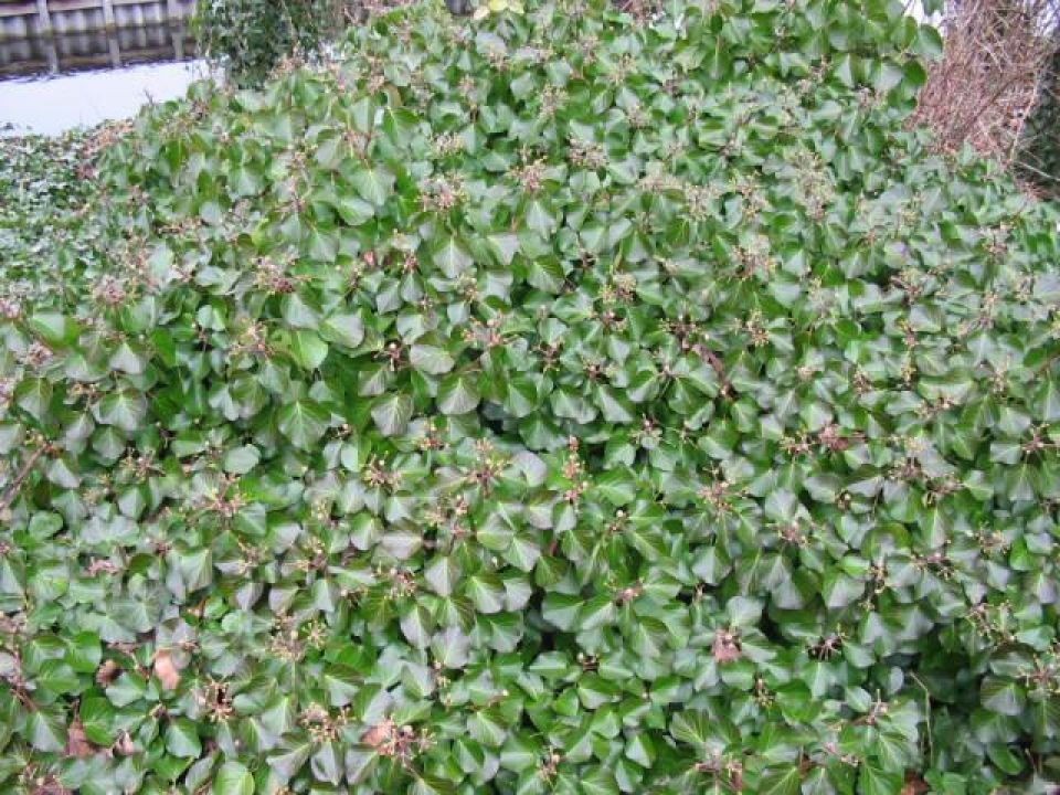Hedera helix 'Arbori Compact' - Klimop, dwergstruik klimop | De Tuinen ...