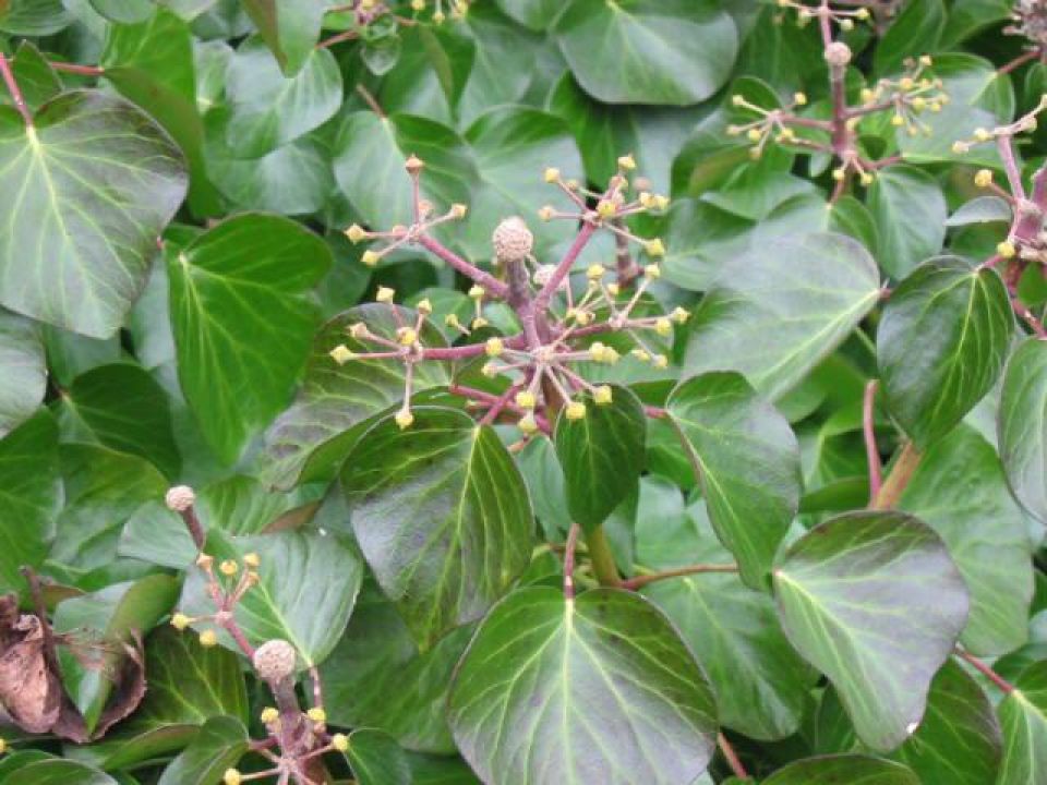 Hedera helix 'Arbori Compact' - Klimop, dwergstruik klimop | De Tuinen ...