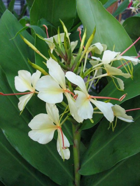 Hedychium 'Dixter' - Siergember | De Tuinen van Appeltern