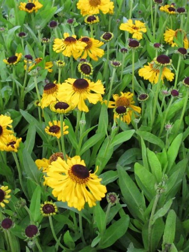 Helenium bigelovii 'The Bishop' - Zonnekruid | De Tuinen van Appeltern