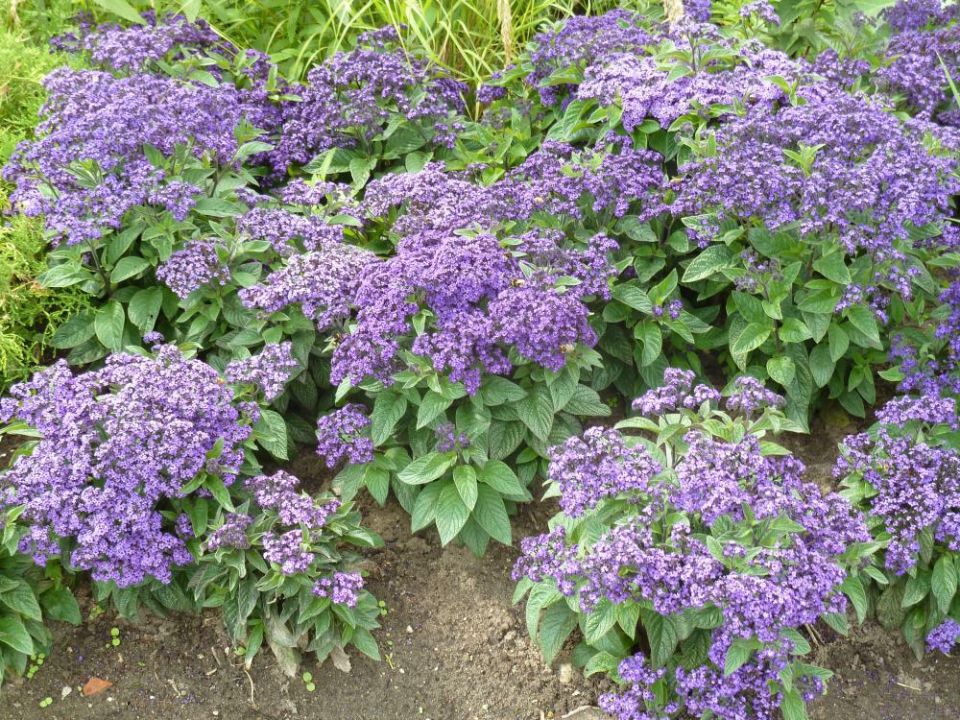 Heliotropium arborescens - Heliotroop | De Tuinen van Appeltern