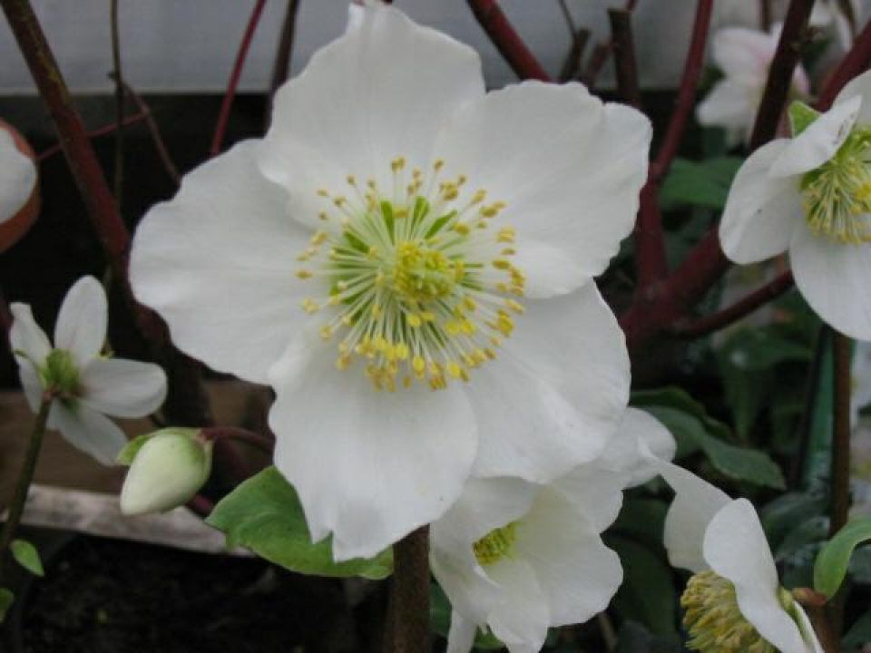 Helleborus niger - Kerstroos | De Tuinen van Appeltern