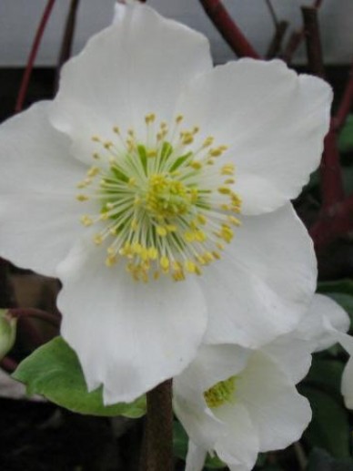 Helleborus niger - Kerstroos | De Tuinen van Appeltern