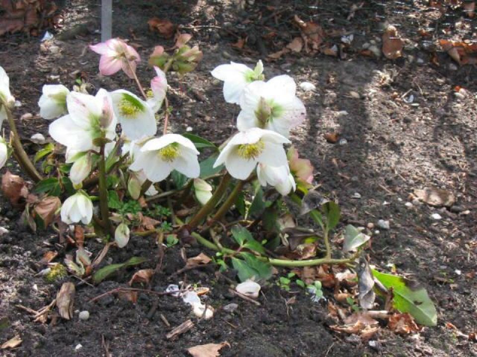 Helleborus niger - Kerstroos | De Tuinen van Appeltern