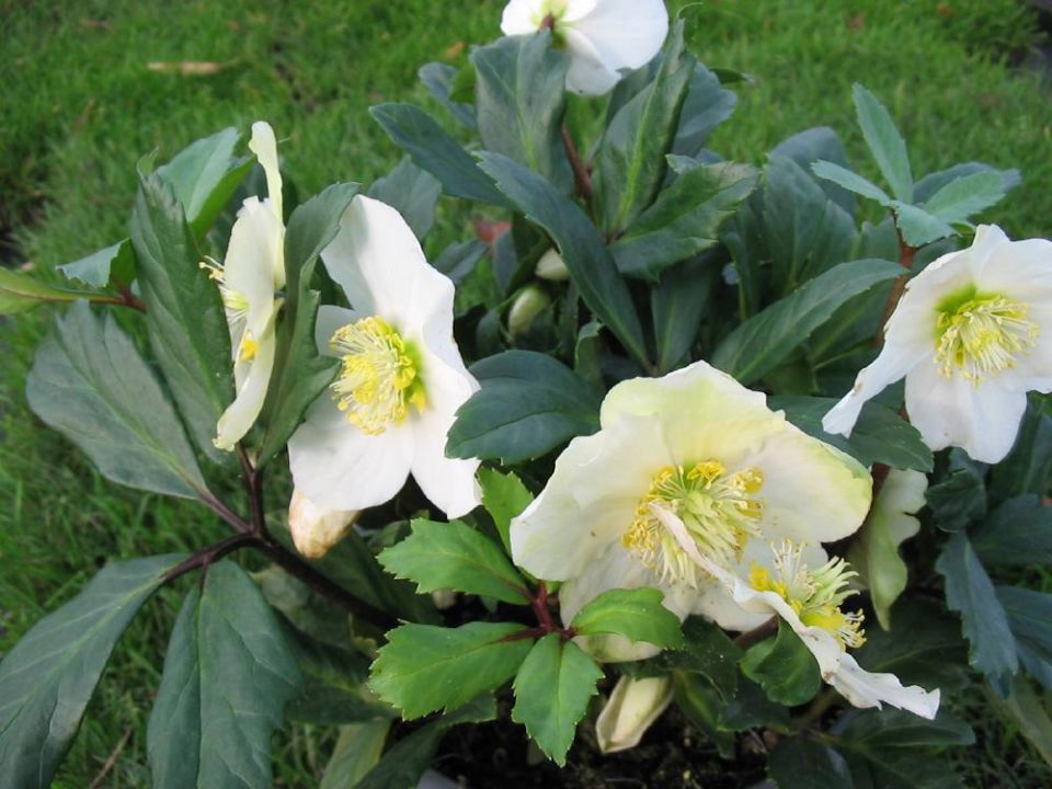Helleborus niger 'HGC Jacob' - Lenteroos | De Tuinen van Appeltern
