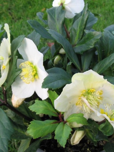 Helleborus niger 'HGC Jacob' - Lenteroos | De Tuinen van Appeltern