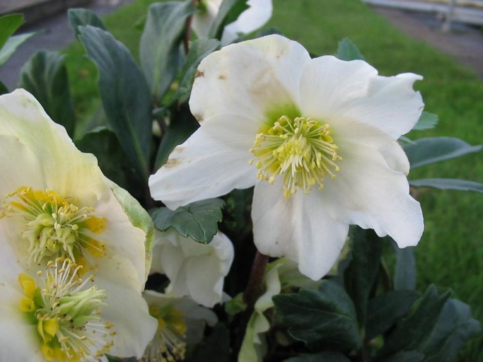 Helleborus niger 'HGC Jacob' - Lenteroos | De Tuinen van Appeltern