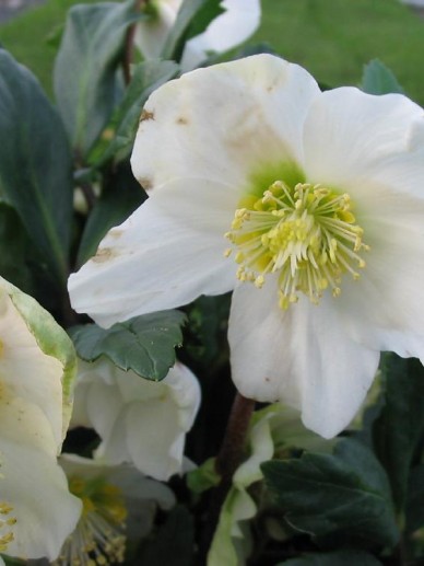 Helleborus niger 'HGC Jacob' - Lenteroos | De Tuinen van Appeltern