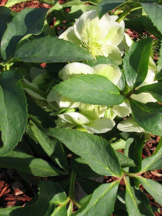 Helleborus 'White Beauty' - Lenteroos | De Tuinen van Appeltern