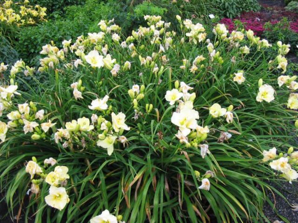 Hemerocallis 'Cool It' - Daglelie | De Tuinen van Appeltern