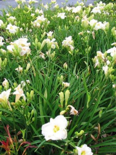 Hemerocallis 'Gentle Shepherd' - Daglelie | De Tuinen van Appeltern