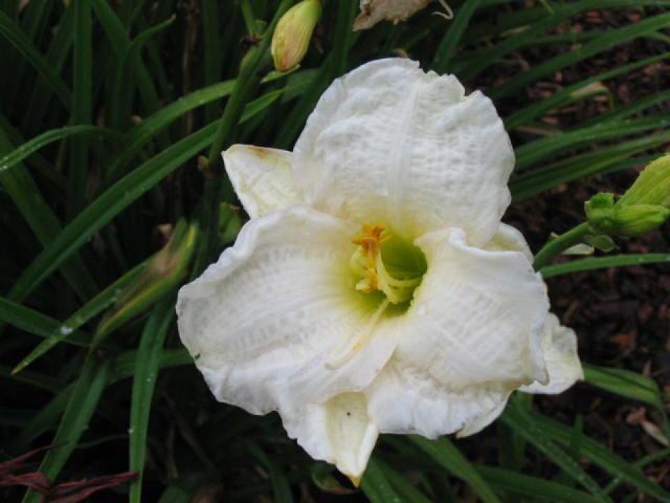 Hemerocallis 'Gentle Shepherd' - Daglelie | De Tuinen van Appeltern