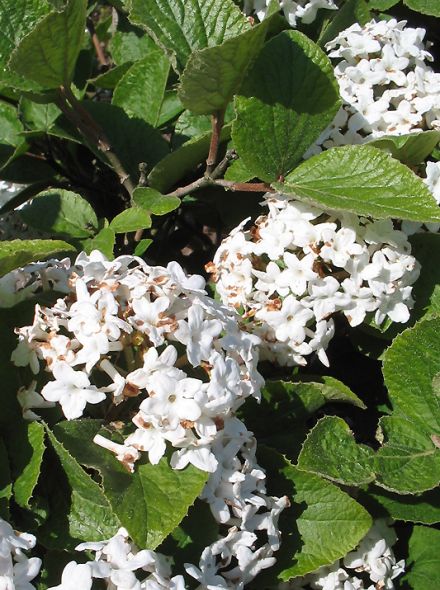 Viburnum carlesii - Sneeuwbal | De Tuinen van Appeltern