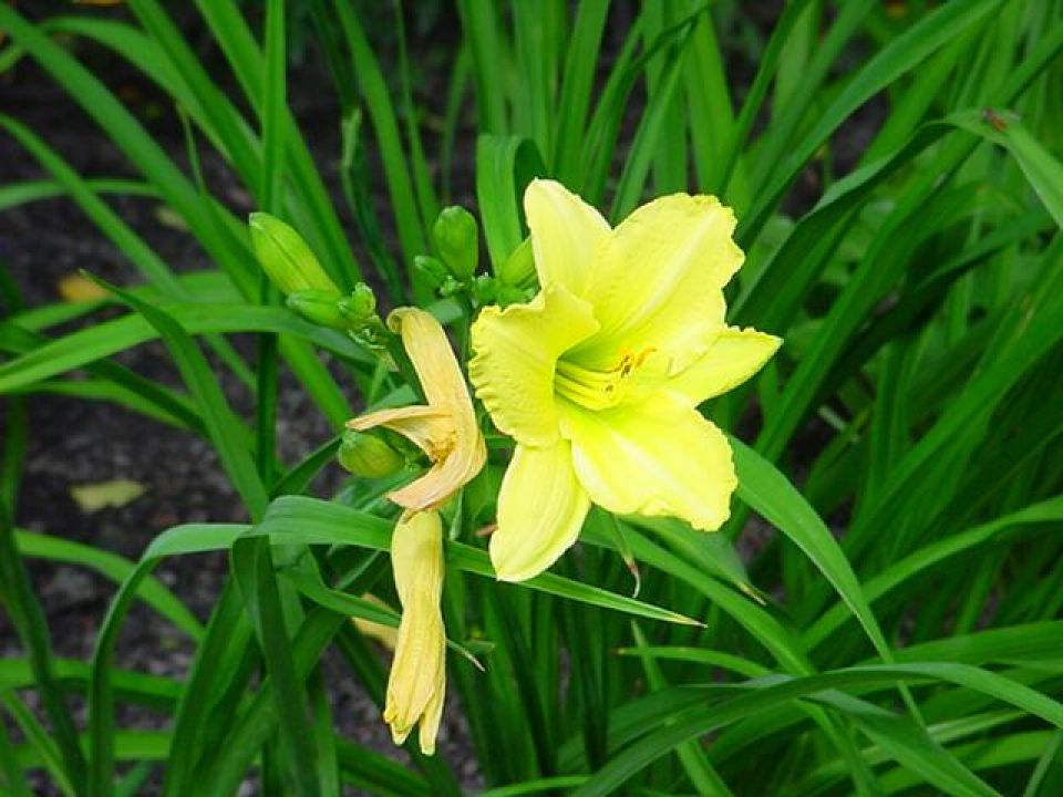 Hemerocallis 'Green Flutter' - Daglelie | De Tuinen van Appeltern