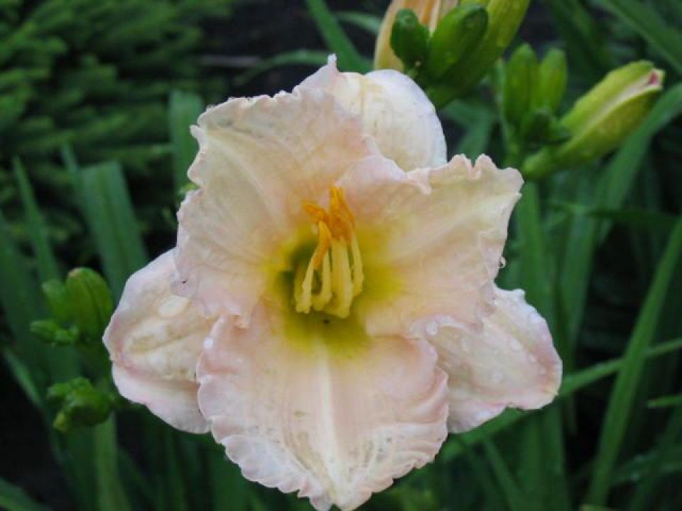 Hemerocallis 'Lullaby Baby' - Daglelie | De Tuinen van Appeltern