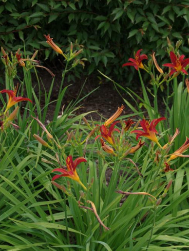 Hemerocallis 'Sammy Russell' - Daglelie | De Tuinen van Appeltern