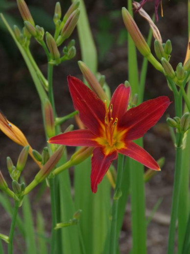 Hemerocallis 'Sammy Russell' - Daglelie | De Tuinen van Appeltern
