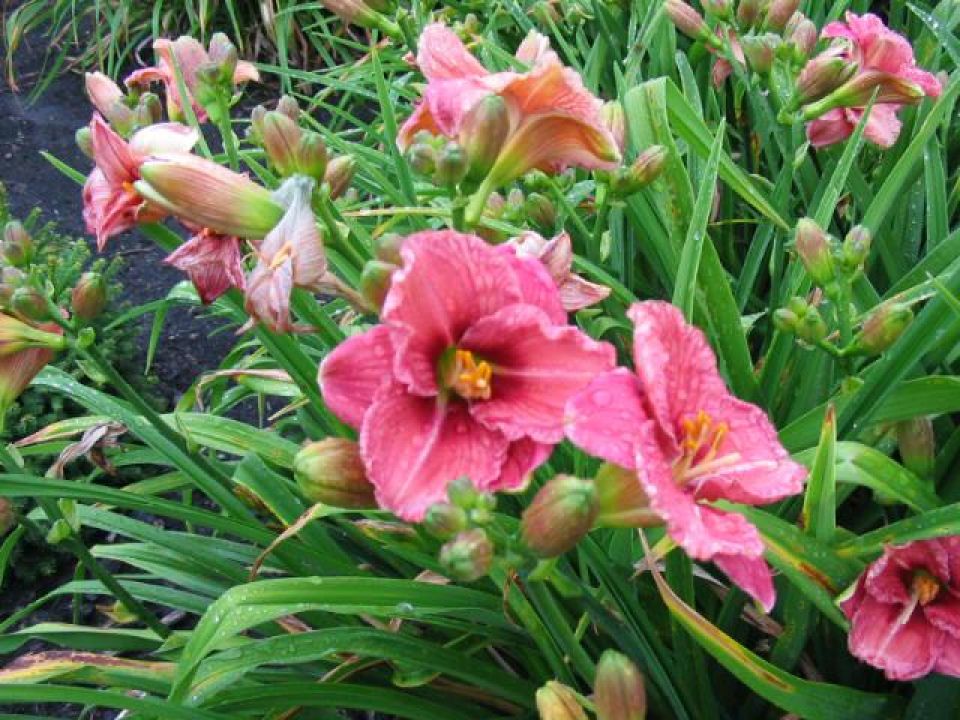 Hemerocallis 'Siloam Ribbon Candy' - Daglelie | De Tuinen van Appeltern