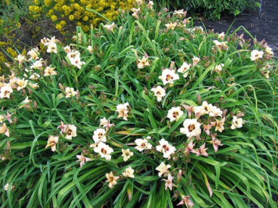 Hemerocallis 'Snowy Eyes' - Daglelie | De Tuinen van Appeltern