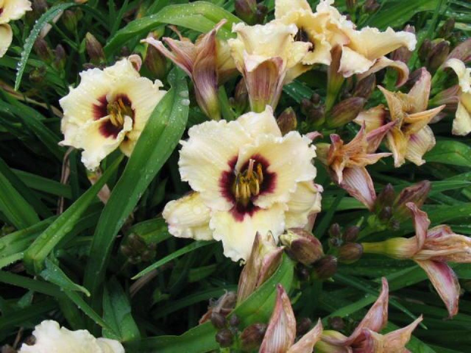 Hemerocallis 'Snowy Eyes' - Daglelie | De Tuinen van Appeltern