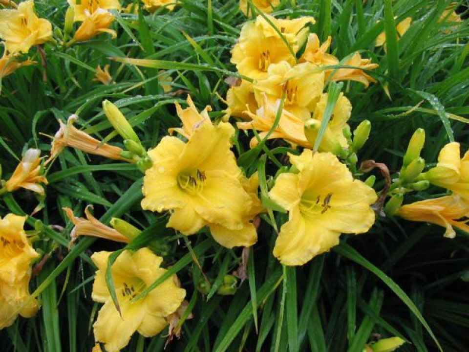 Hemerocallis 'Yellow Lollipop' - Daglelie | De Tuinen van Appeltern