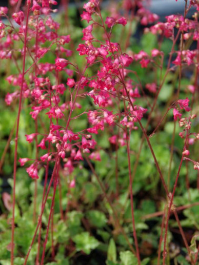Heuchera X Brizoides