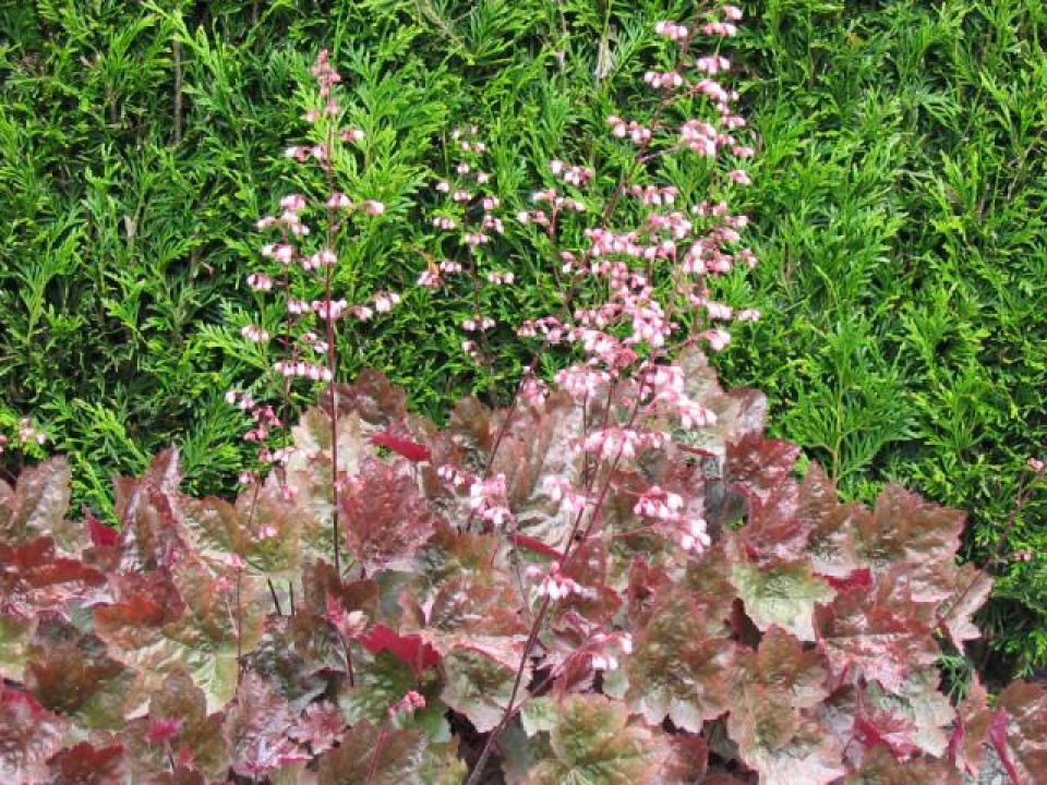 Heuchera 'Rachel' - Purperklokje | De Tuinen van Appeltern