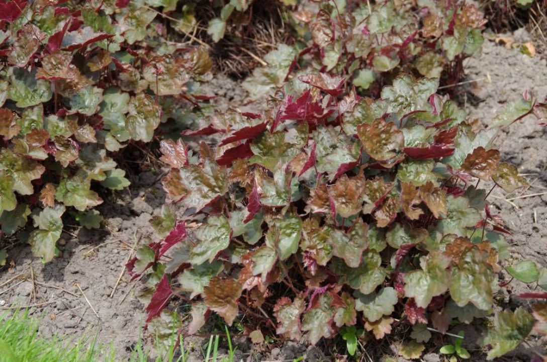 Heuchera 'Rachel' - Purperklokje | De Tuinen van Appeltern