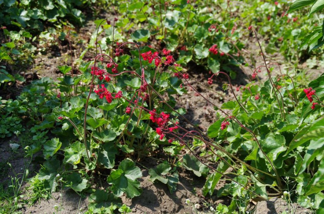 Heuchera sanguinea 'Splendens' - Purperklokje | De Tuinen van Appeltern