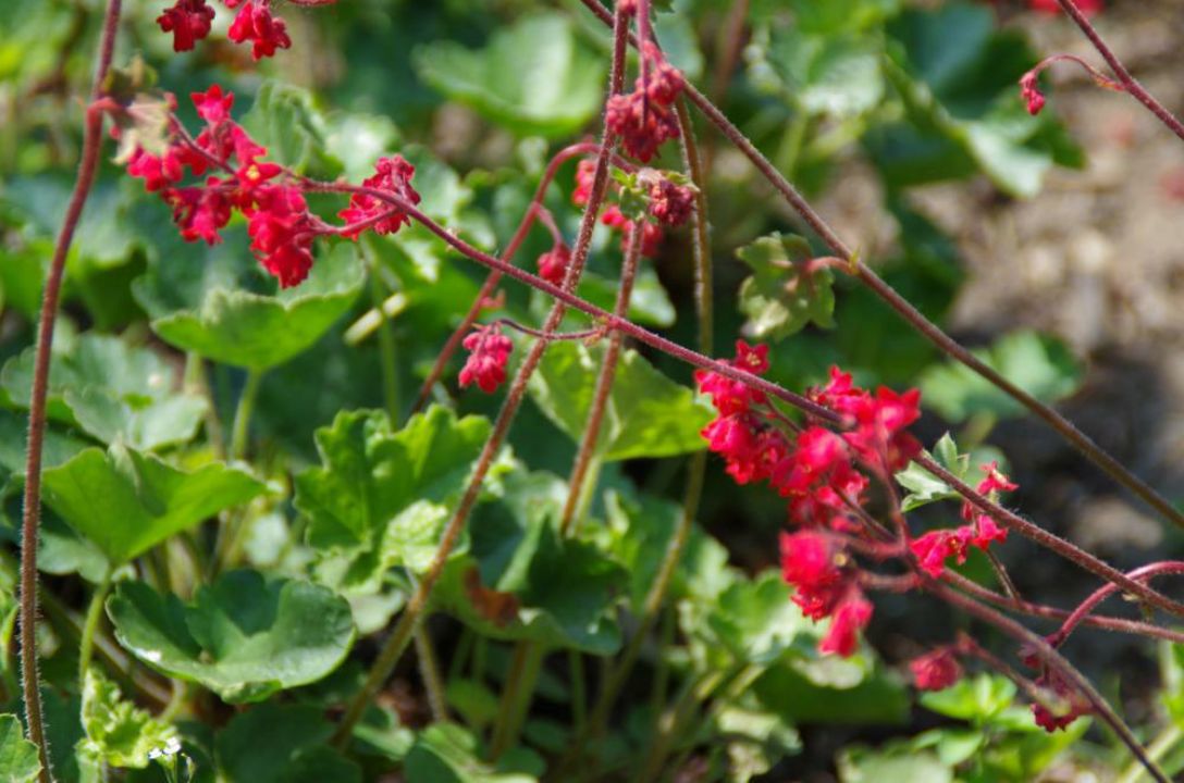 Heuchera sanguinea 'Splendens' - Purperklokje | De Tuinen van Appeltern