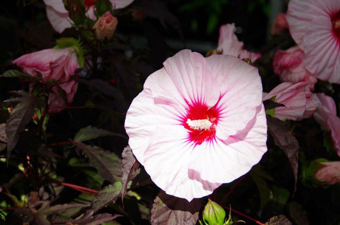 Hibiscus moscheutos 'Carousel Pink Candy' (='TAHI12') - Hibiscus | De ...