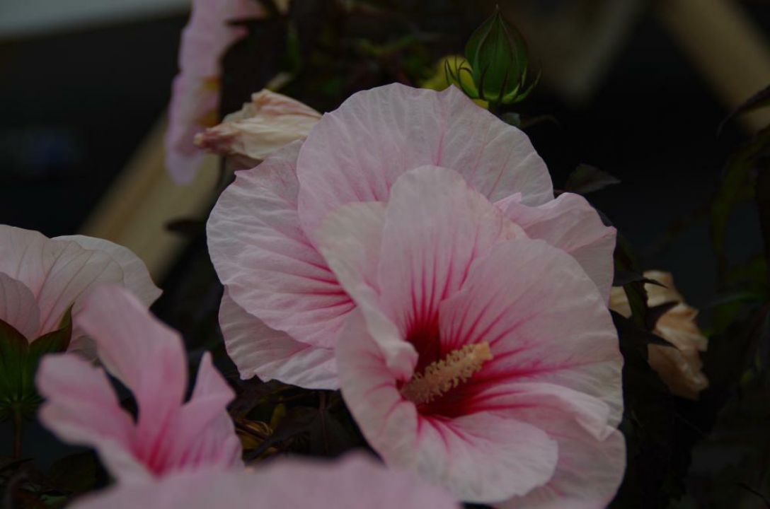 Hibiscus moscheutos 'Carousel Pink Candy' (='TAHI12') - Hibiscus | De ...