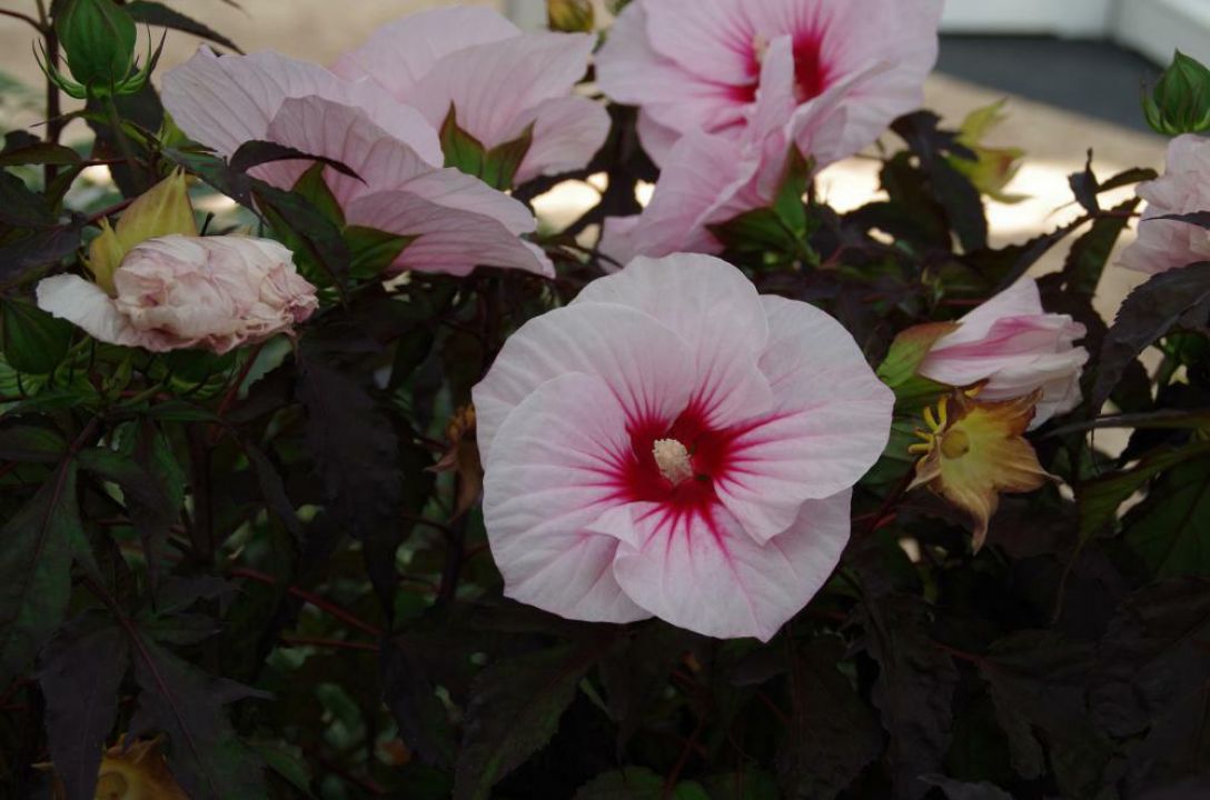 Hibiscus moscheutos 'Carousel Pink Candy' (='TAHI12') - Hibiscus | De ...