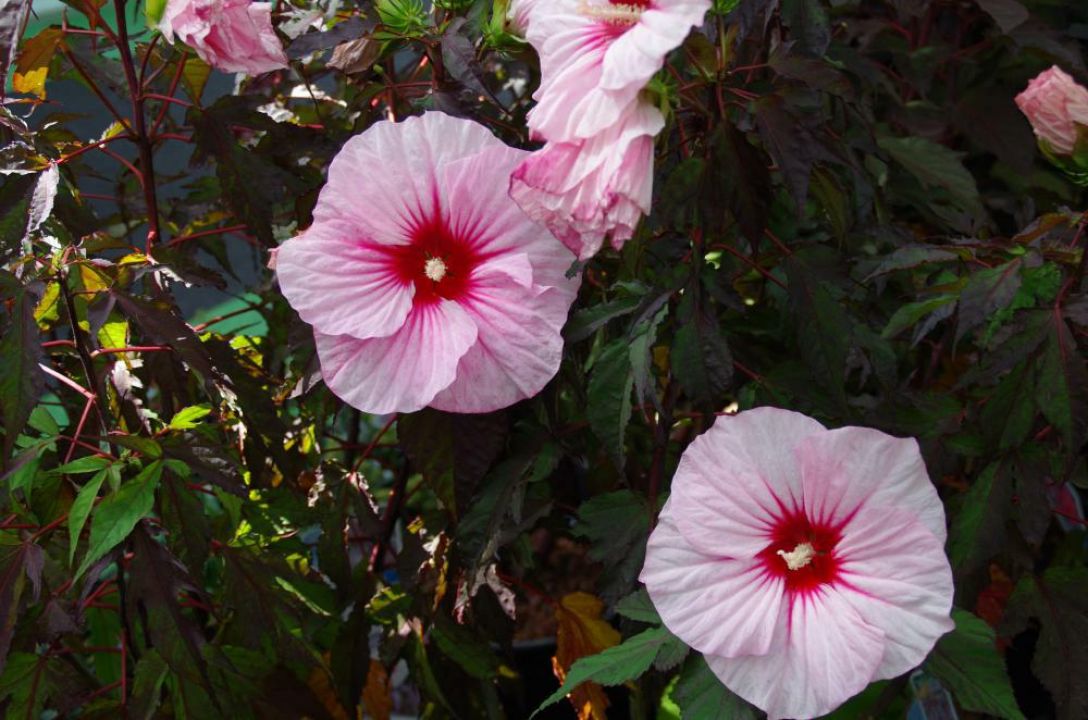 Hibiscus moscheutos 'Carousel Pink Candy' (='TAHI12') - Hibiscus | De ...
