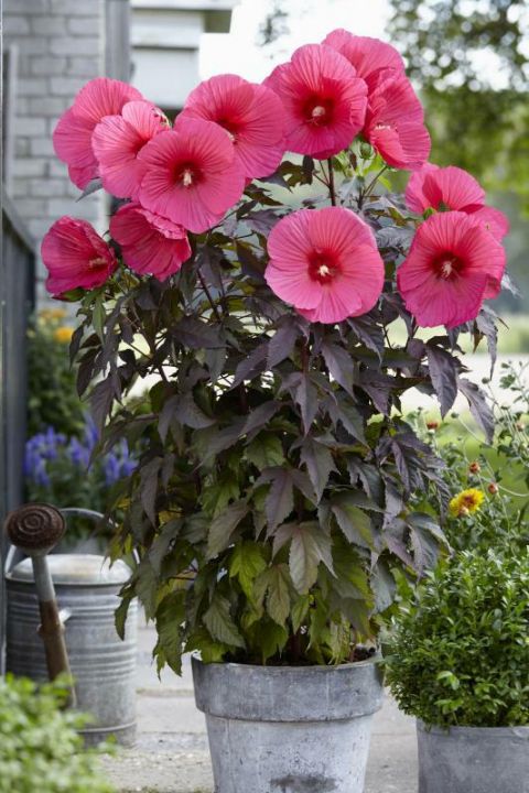 Hibiscus moscheutos 'Carousel Pink Passion' (='TAHI16') - Hibiscus | De ...