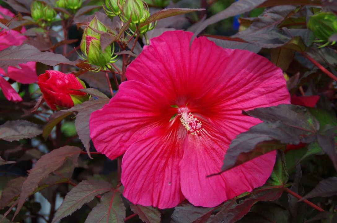 Hibiscus moscheutos 'Carousel Pink Passion' (='TAHI16') - Hibiscus | De ...