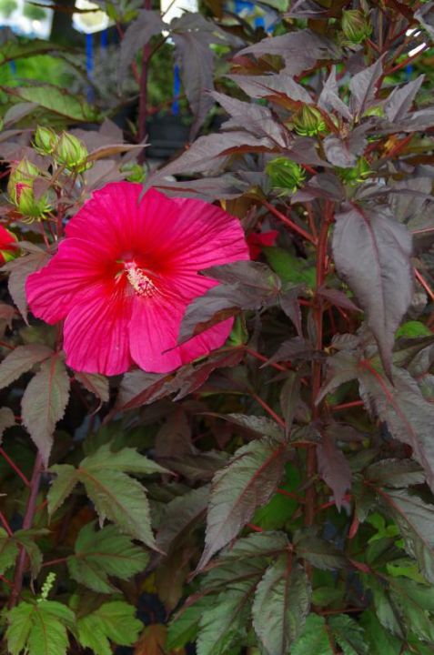 Hibiscus moscheutos 'Carousel Pink Passion' (='TAHI16') - Hibiscus | De ...