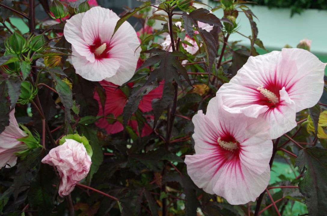Hibiscus moscheutos 'Carousel Jolly Heart' (='TAHI56') - Hibiscus | De ...