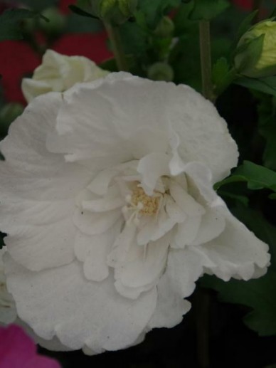 Hibiscus Syriacus White Chiffon Notwoodtwo Althaeastruik De
