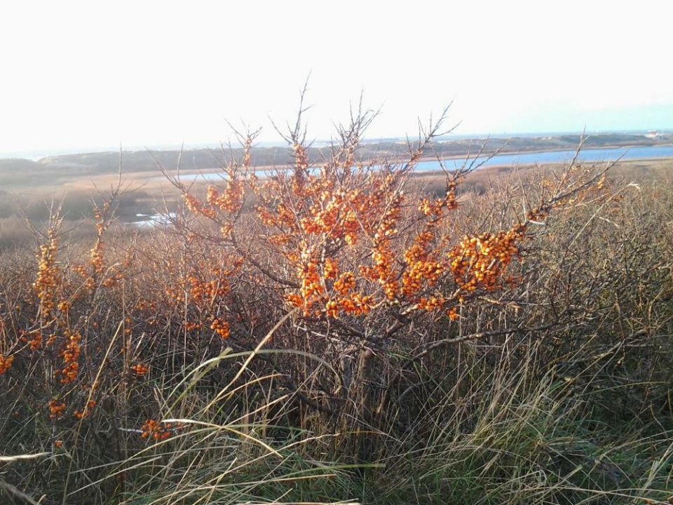 Hippophae rhamnoides - Duindoorn | De Tuinen van Appeltern