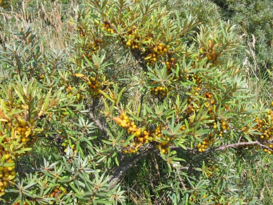 Hippophae rhamnoides - Duindoorn | De Tuinen van Appeltern