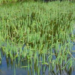Hippuris vulgaris - Lidsteng | De Tuinen van Appeltern